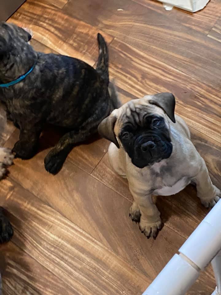 Bullmastiff Puppies | Misfit Ranch Bullies