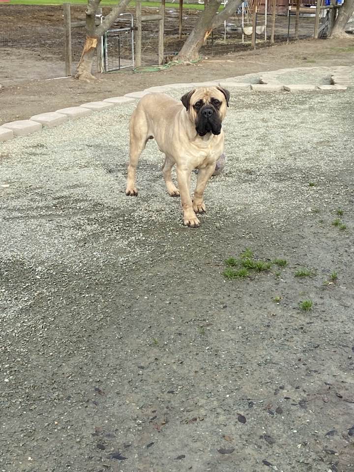 Meet Gus | Misfit Ranch Bullies