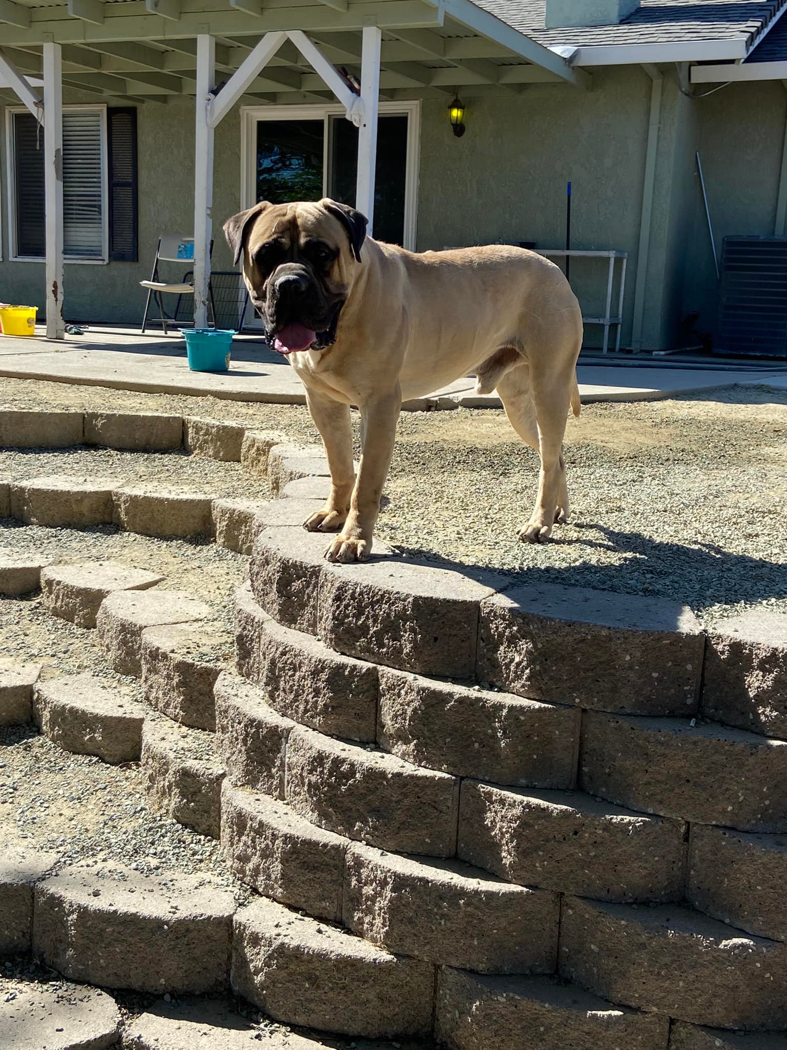 Meet Gus | Misfit Ranch Bullies